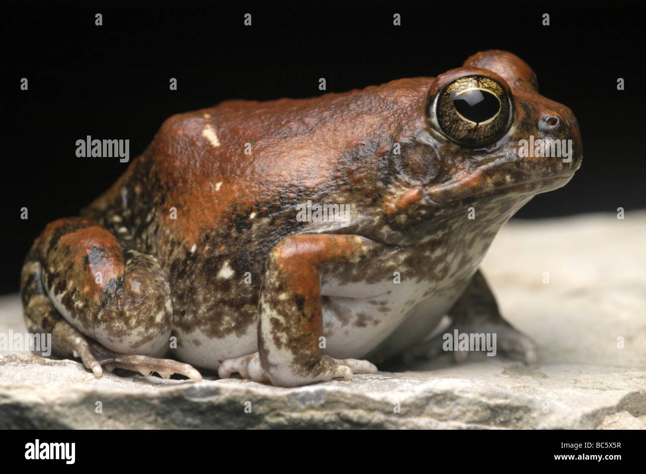 Captive Sand Frog, Tomopterna (marmorata?), from pet trade Stock Photo ...