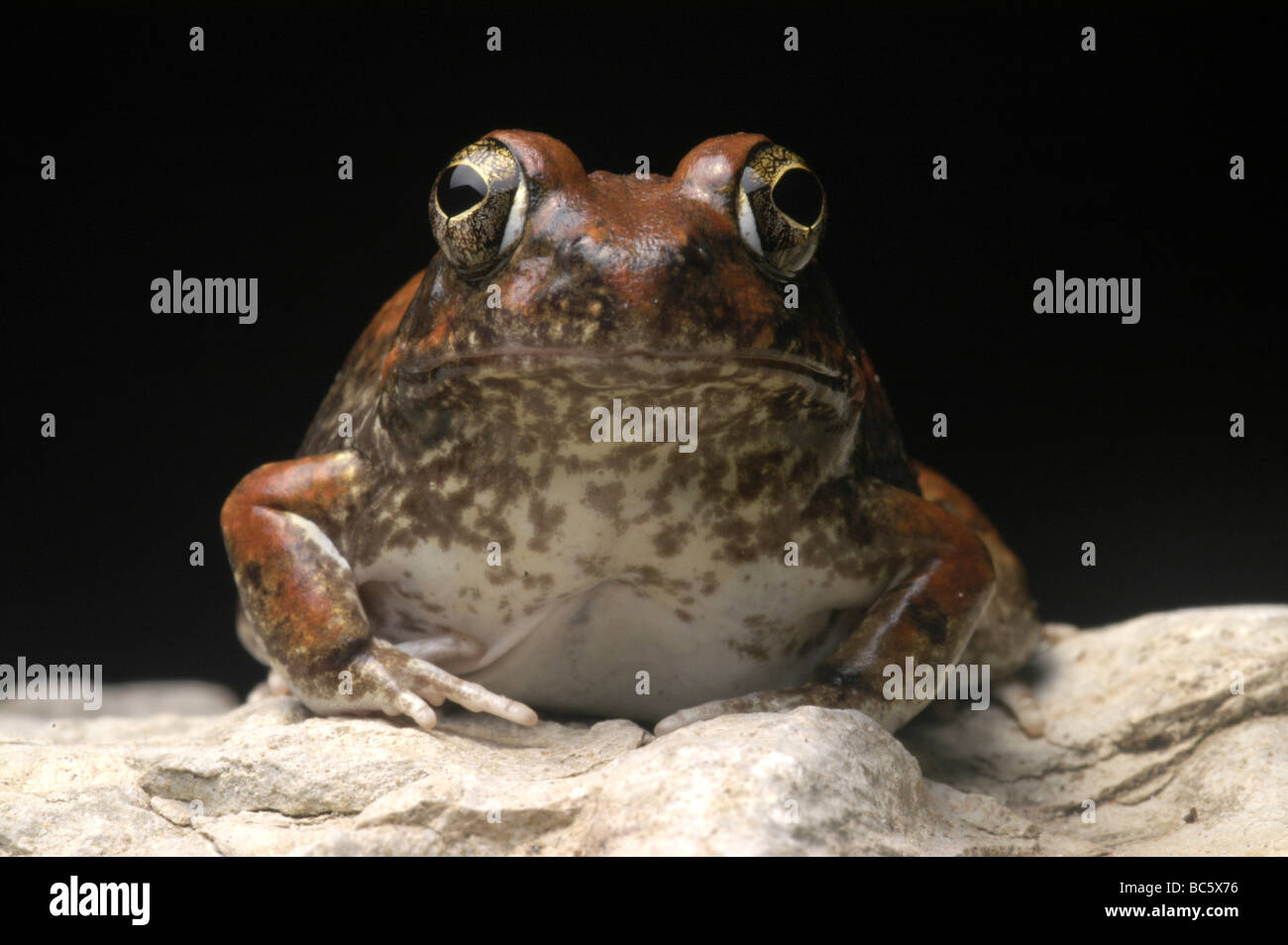 Captive Sand Frog, Tomopterna (marmorata?), from pet trade Stock Photo ...