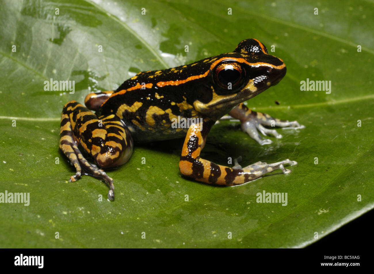 Spotted Stream Frog, Rana picturata. Also known as the Yellow-spotted ...