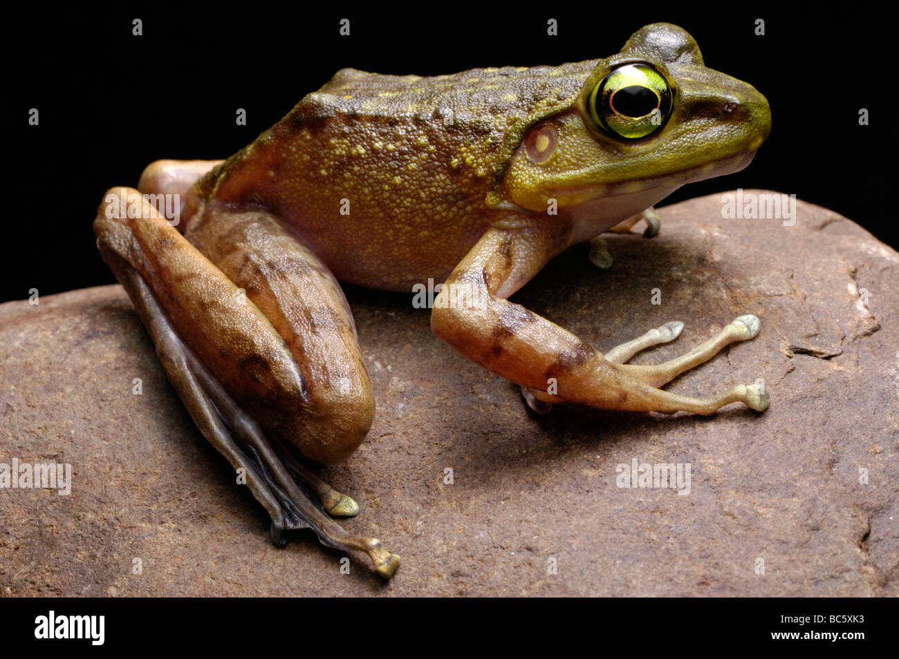 Kinabaluensis High Resolution Stock Photography and Images - Alamy