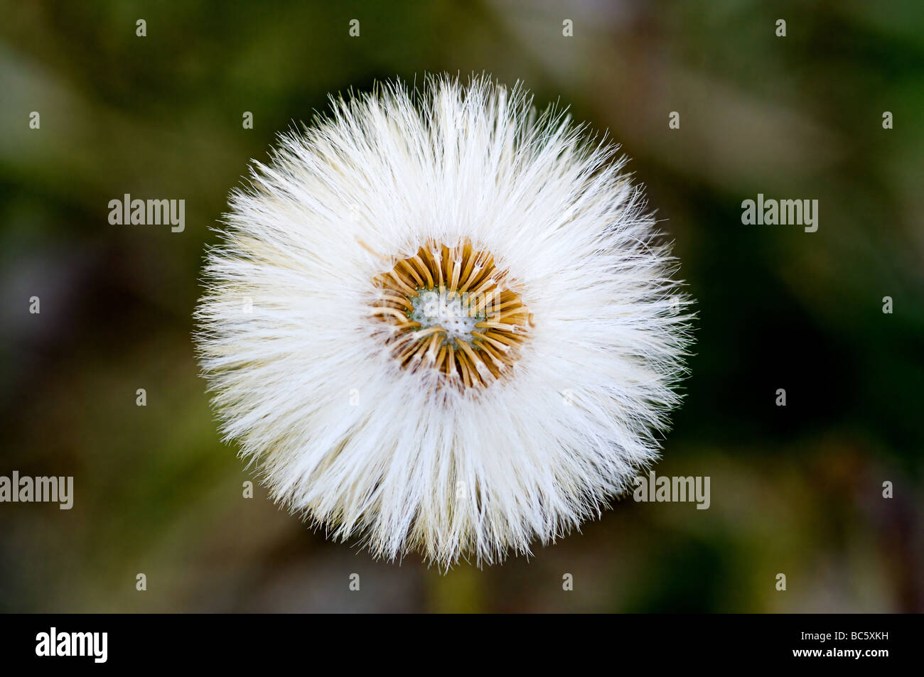 Hawksbeard hi-res stock photography and images - Alamy