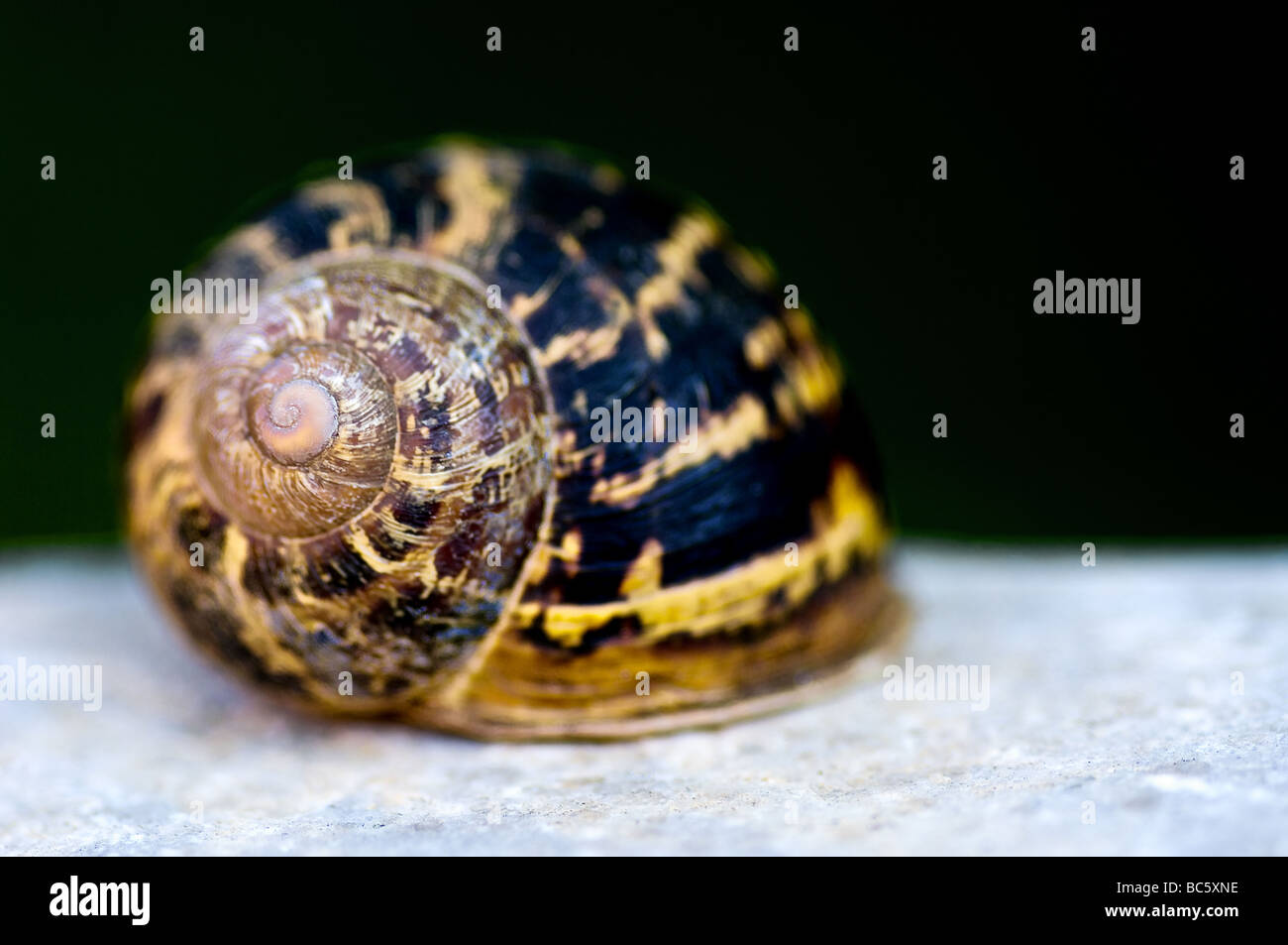 Fibonacci shell hi-res stock photography and images - Alamy