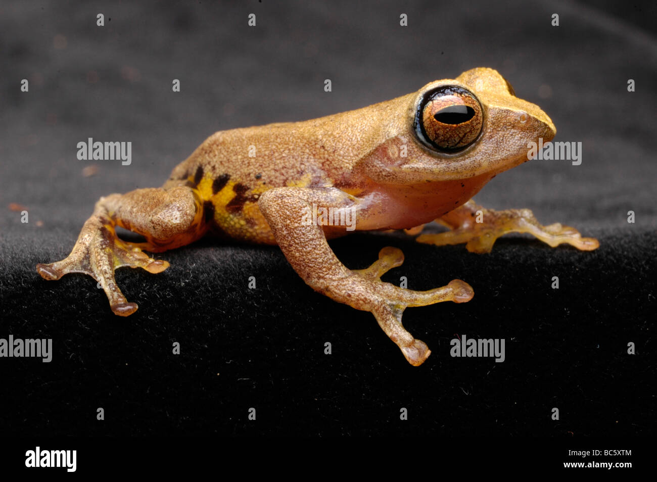 Masked Tree Frog, Rhacophorus angulirostris, sitting on ablack ...