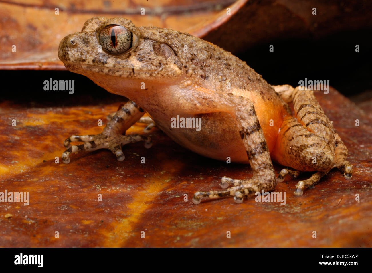 Kinabalu Slender, Litter Frog Leptolalax arayai. Also known as Asian ...