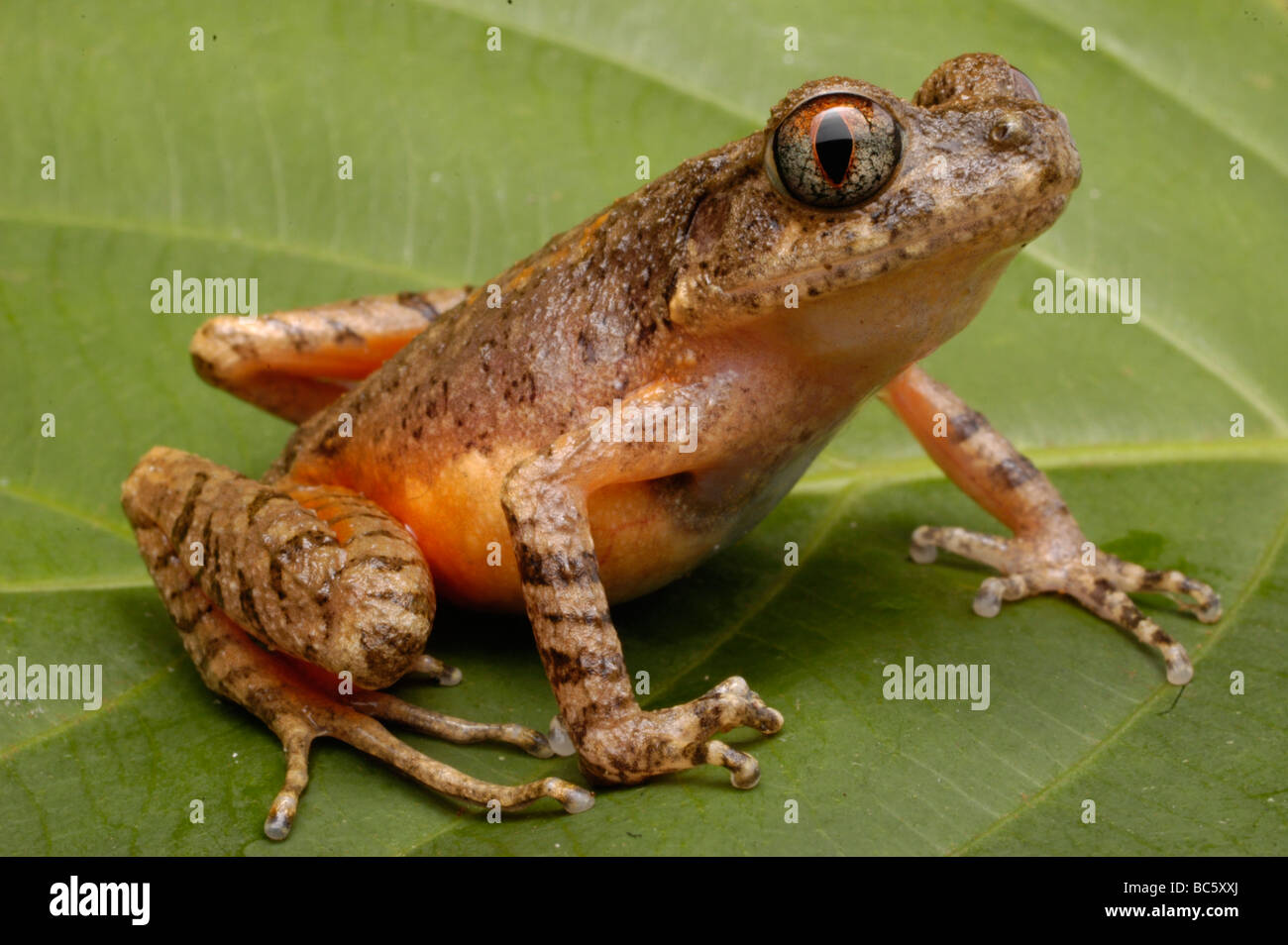 Kinabalu Slender, Litter Frog Leptolalax arayai. Also known as Asian ...