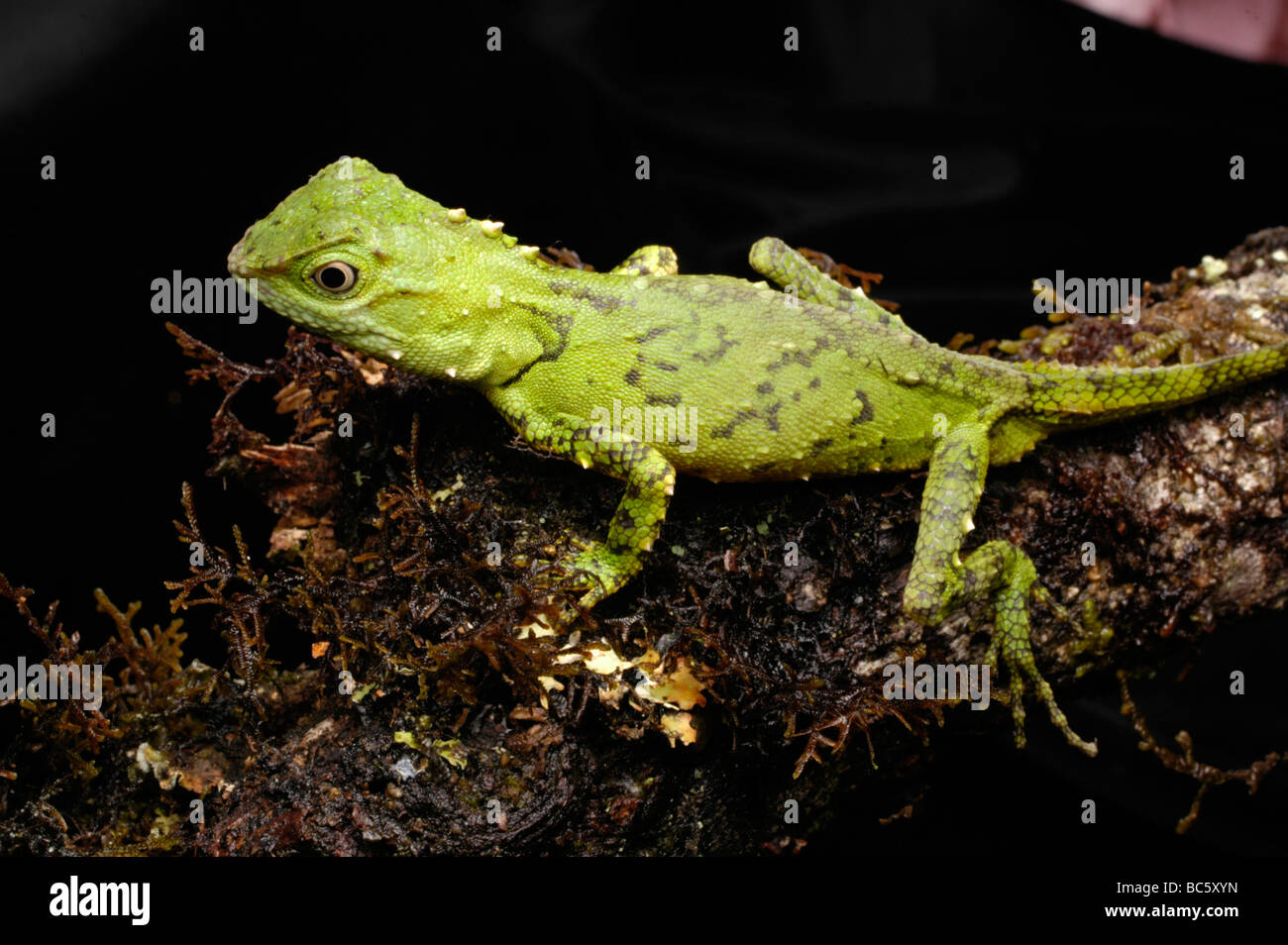 Old world lizards hi-res stock photography and images - Alamy