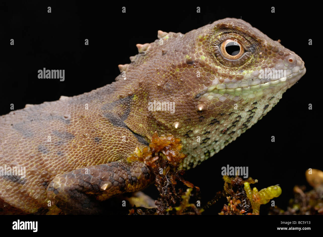 Old world lizards hi-res stock photography and images - Alamy