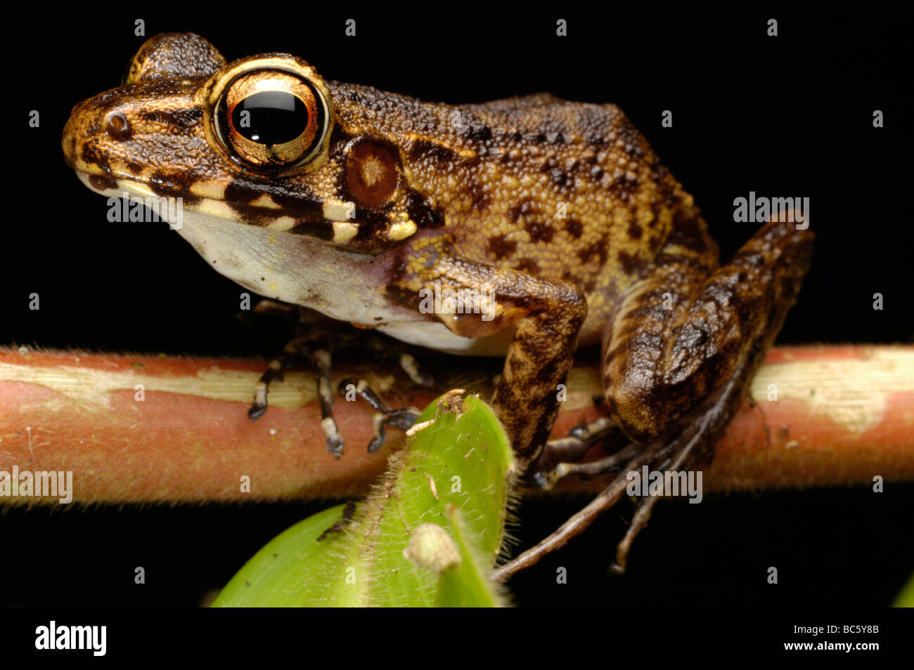 Baram River Frog, Rana baramica. Also known as the Brown Marsh Frog ...