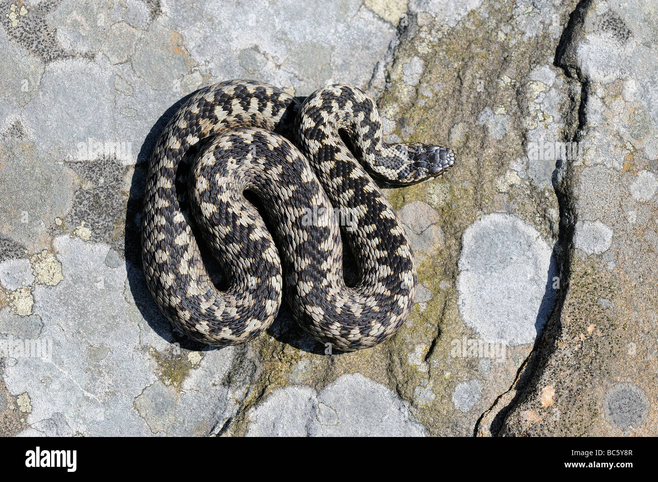 Snake from above hi-res stock photography and images - Alamy
