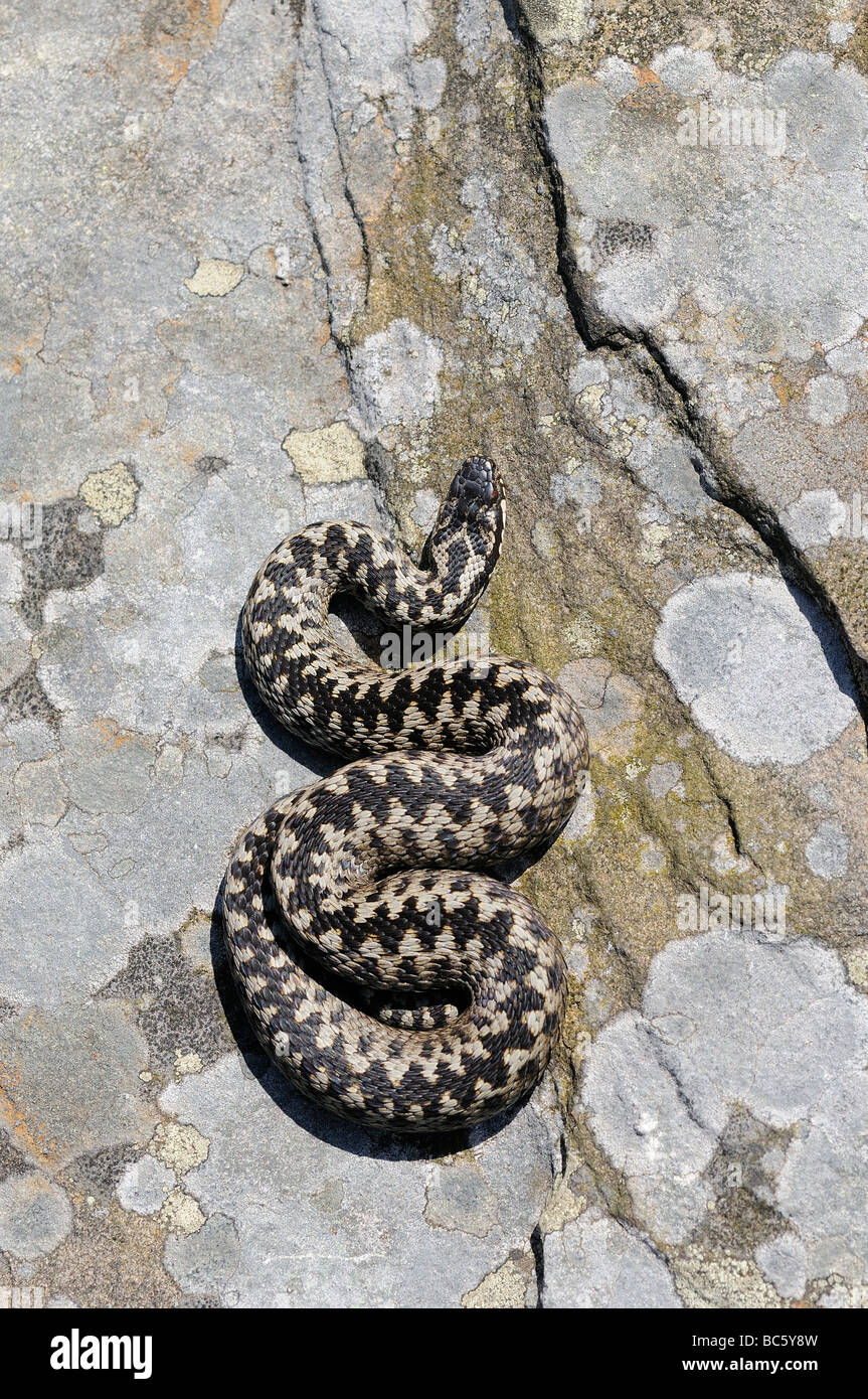 Adder Vipera berus curled up on rock view from above Peak District UK ...