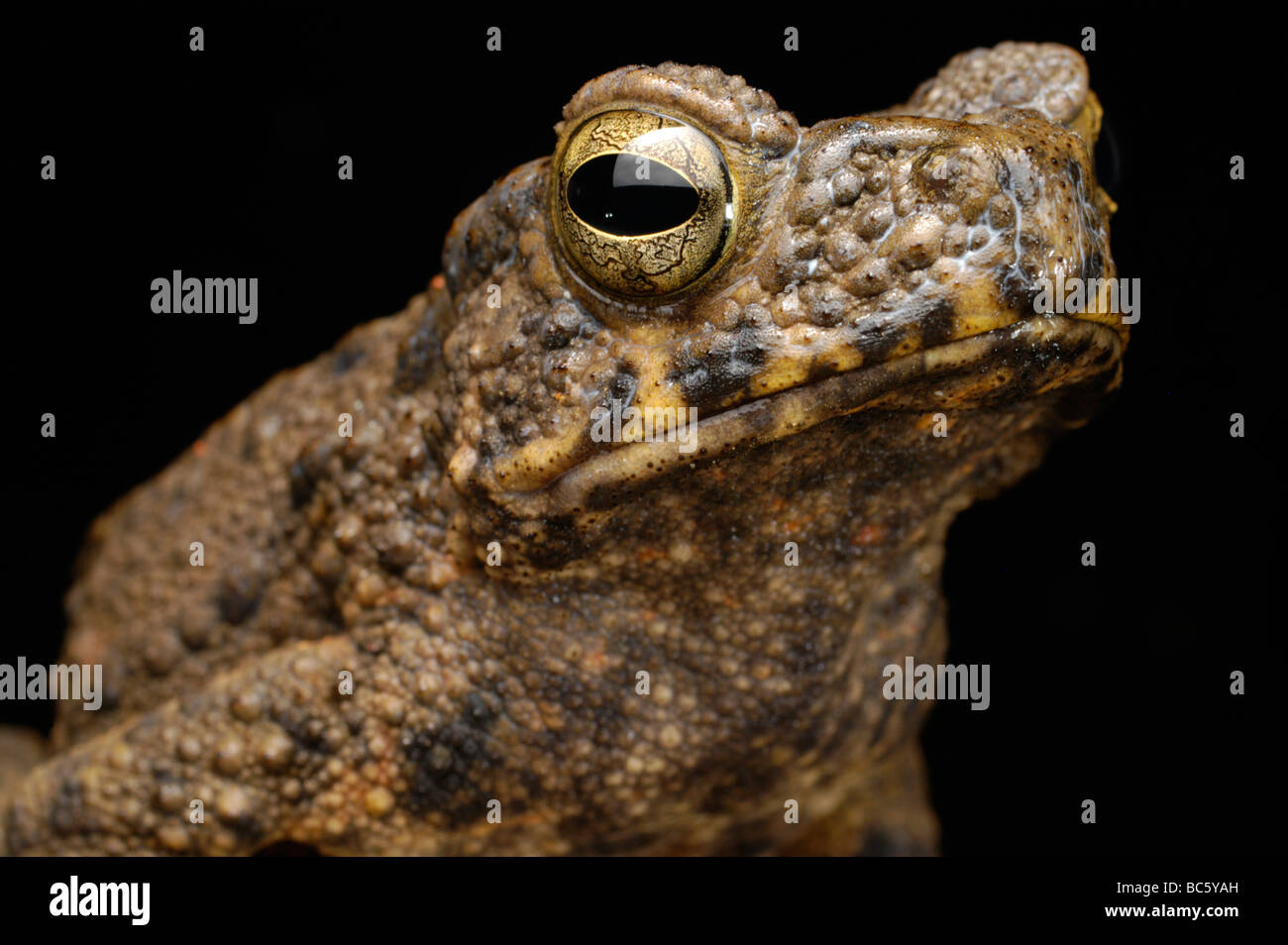 Borneo river toad hi-res stock photography and images - Alamy