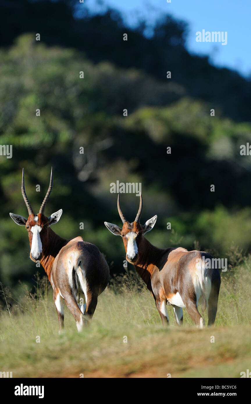 Eastern cape bontebok hi-res stock photography and images - Alamy