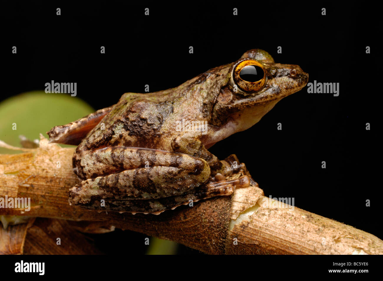 Frilled Tree Frog, Rhacophorus appendiculatus. Also known as the Brown ...