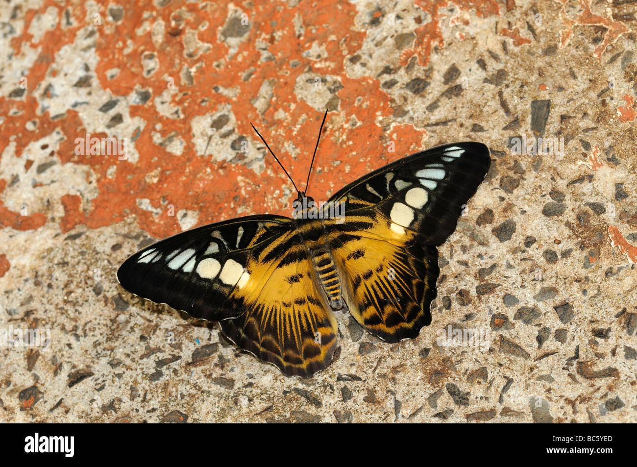 Clipper Butterfly Parthenos sylvia captive native to South East Asia ...
