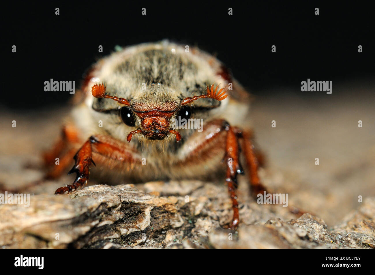 Cockchafer Melolontha melolontha view from front showing head and ...