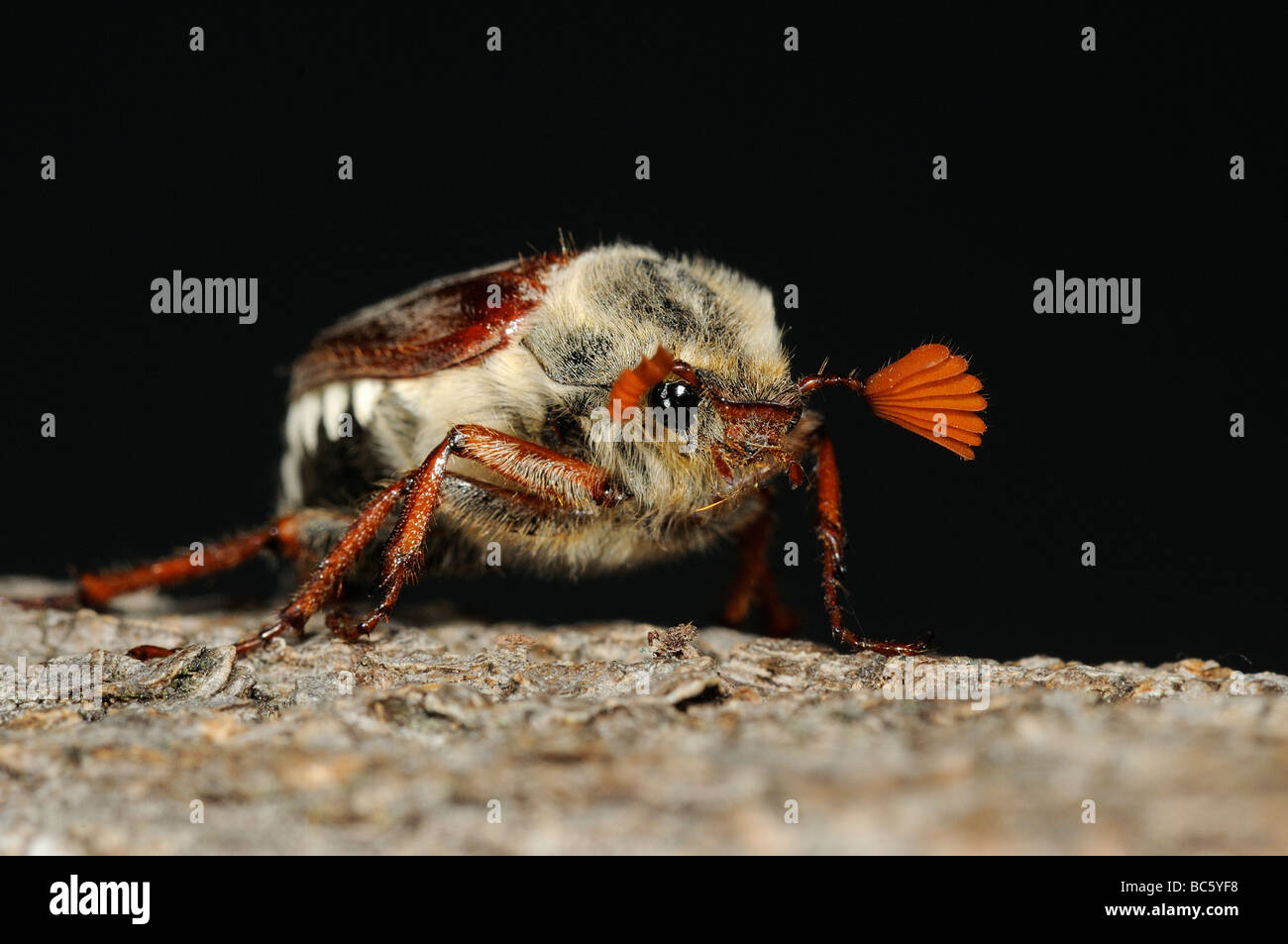 Clubbed antennae hi-res stock photography and images - Alamy