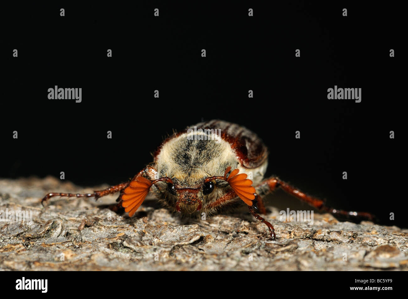 Clubbed antennae hi-res stock photography and images - Alamy