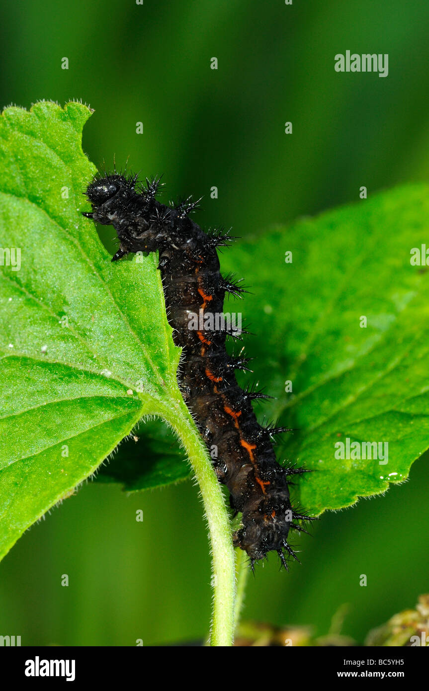 Dark Green Fritillary Argynnis aglaja Butterfly caterpillar or larva ...