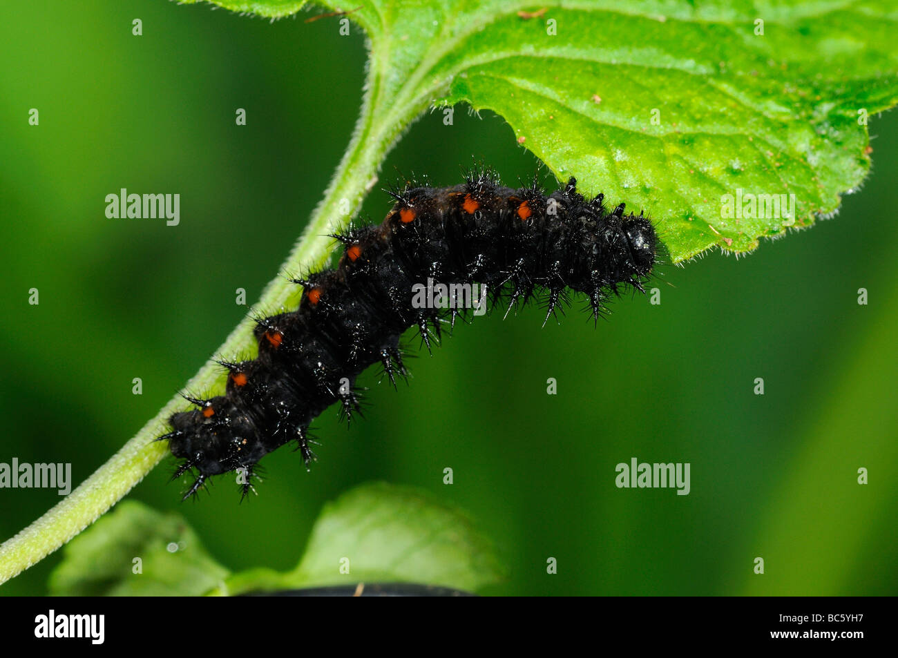 Violet leaf hi-res stock photography and images - Alamy