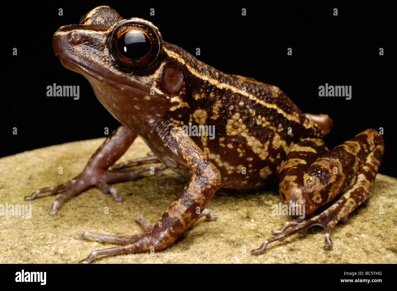 Spotted Stream Frog, Rana picturata. Also known as the Yellow-spotted ...