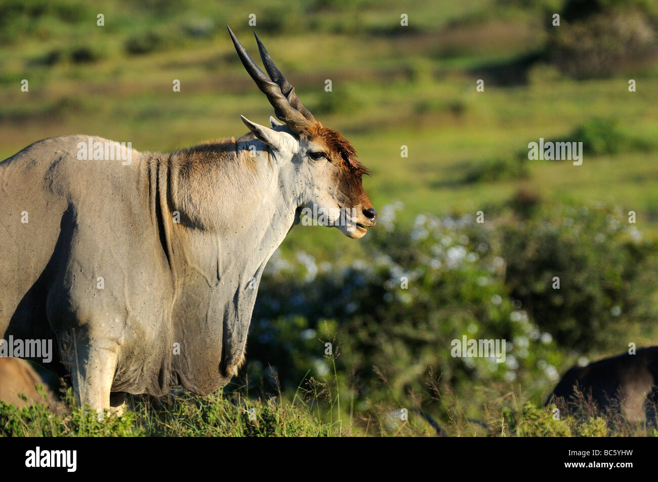 Male cape eland south africa hi-res stock photography and images - Alamy