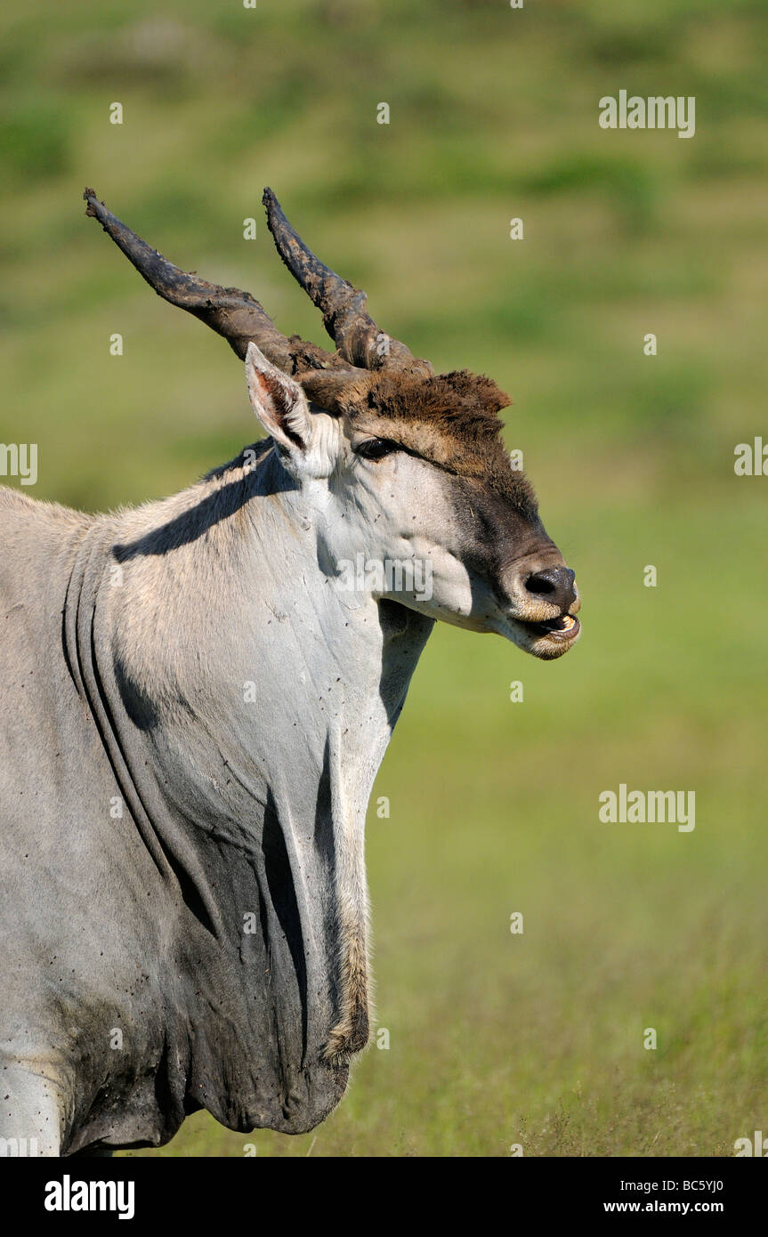 Male with dewlap hi-res stock photography and images - Alamy