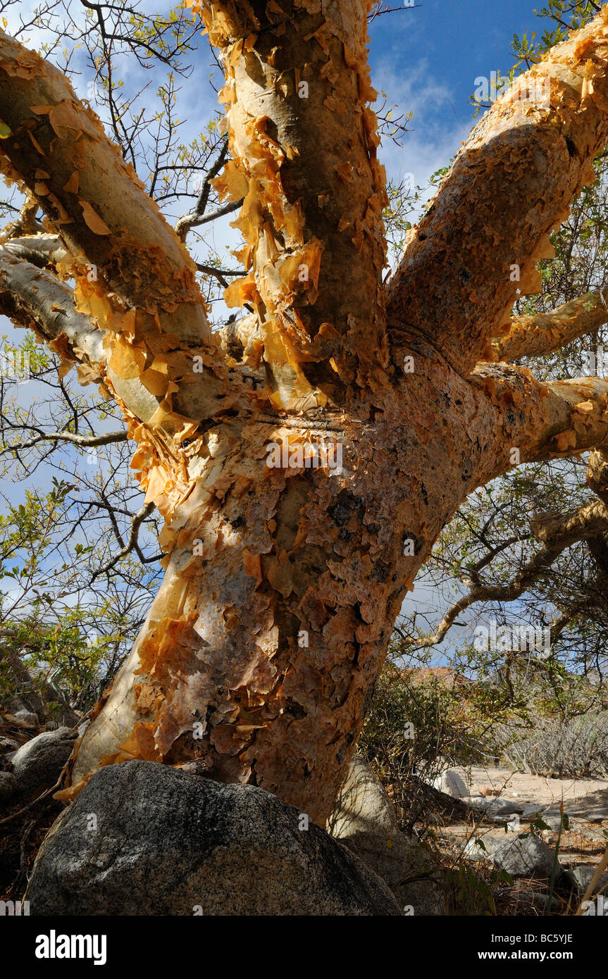 Bursera desert tree hi-res stock photography and images - Alamy
