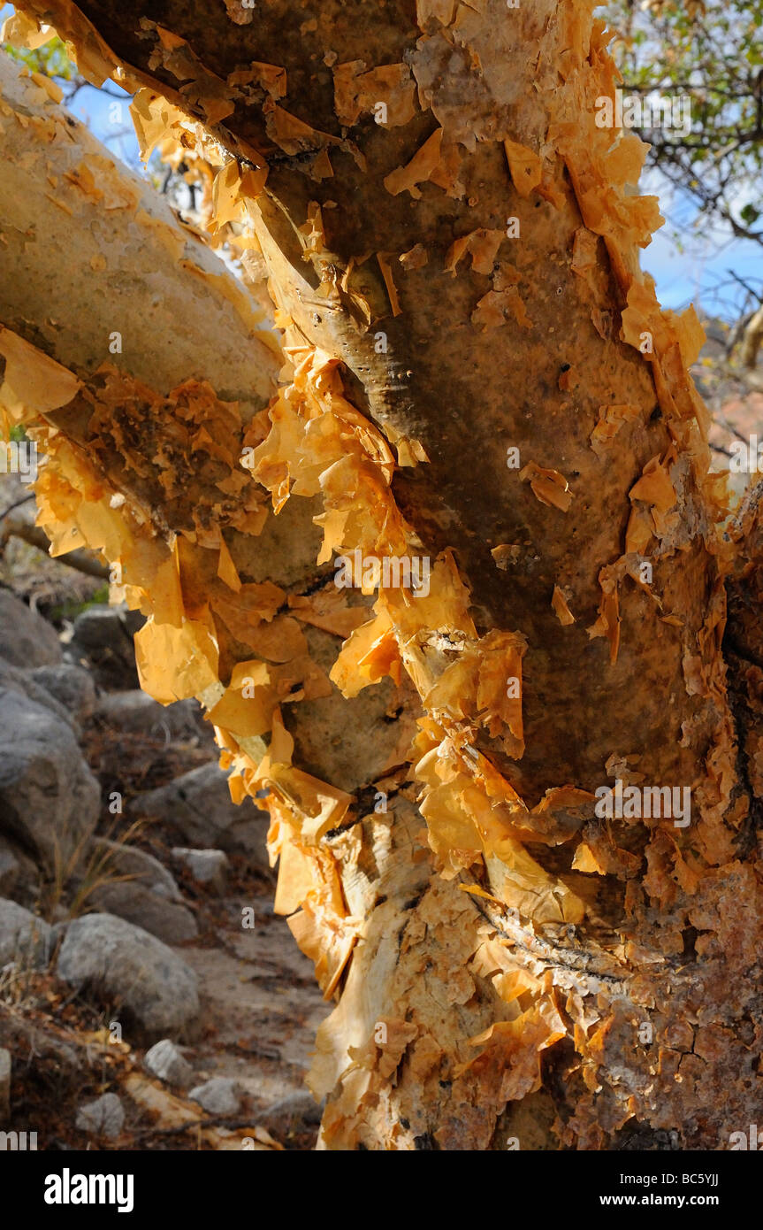 Elephant Tree Bursera microphyla close up of flaking bark Baja Mexico ...
