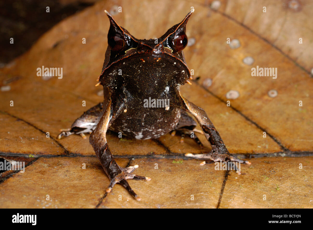Bornean Horned Frog, Megophrys nasuta. Also called Malayan Horned Frog ...
