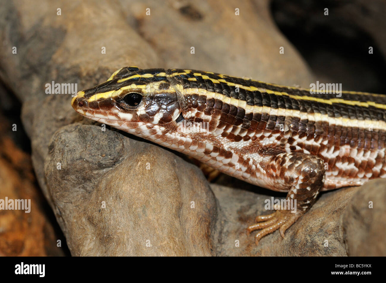 Zonosaurus hi-res stock photography and images - Alamy