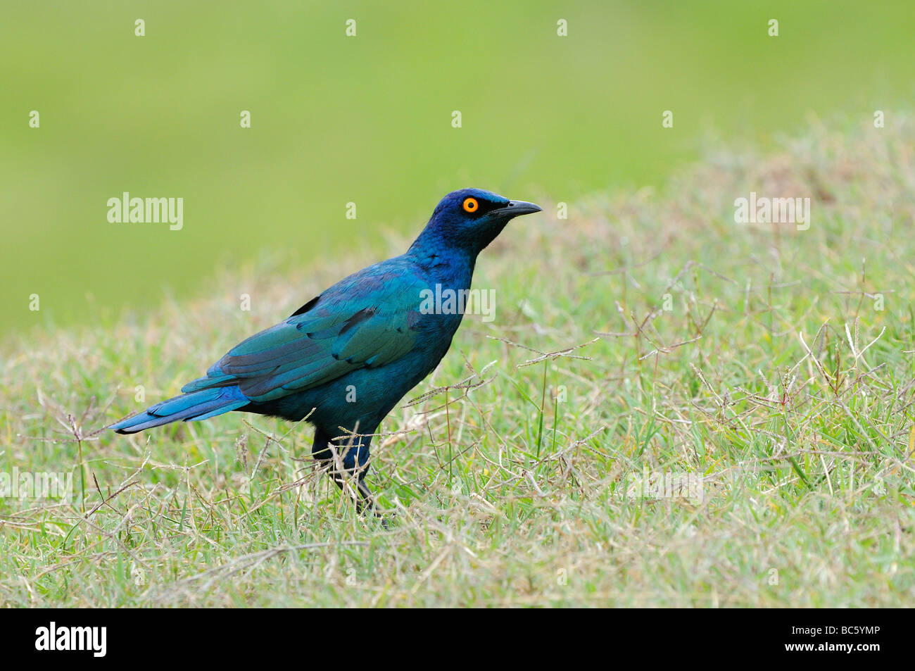Cape glossy starling lamprotornis nitens hi-res stock photography and ...