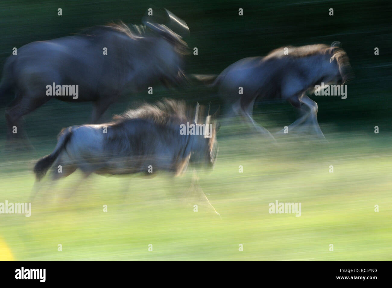 Wildebeast running hi-res stock photography and images - Alamy