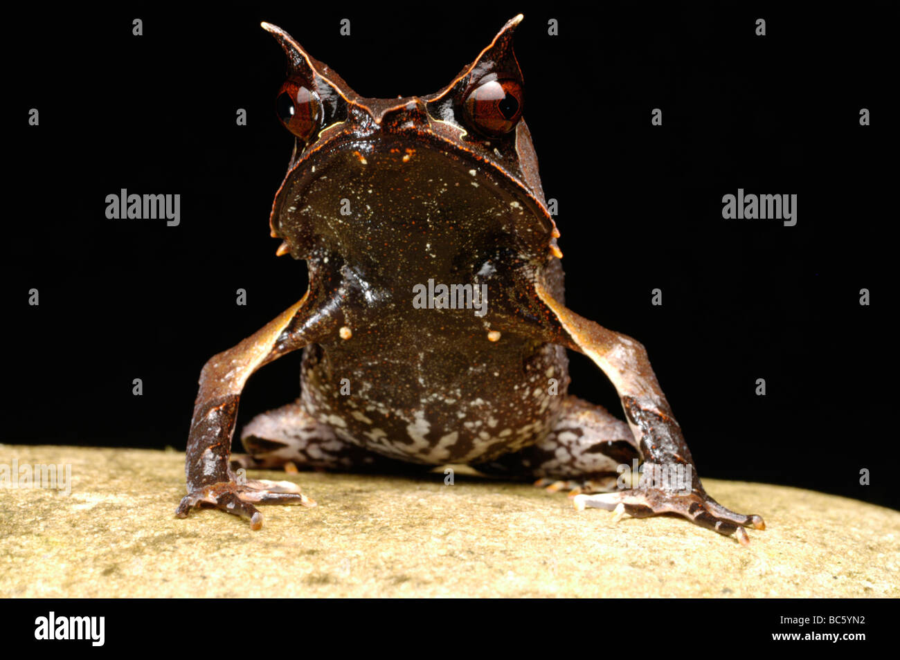 Bornean Horned Frog, Megophrys nasuta. Also called Malayan Horned Frog ...