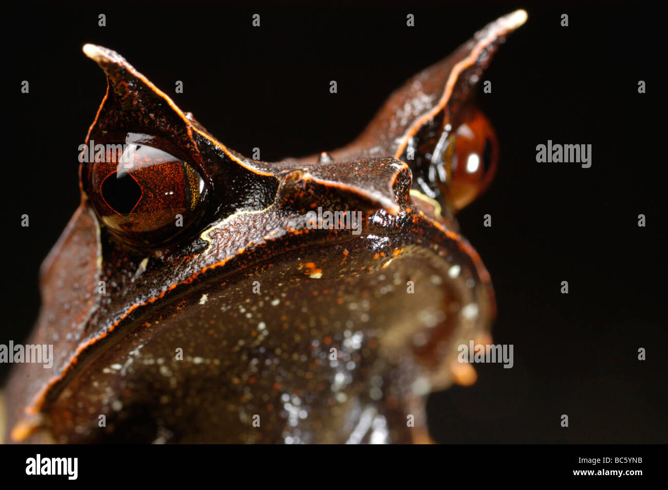 Bornean Horned Frog, Megophrys nasuta. Also called Malayan Horned Frog ...