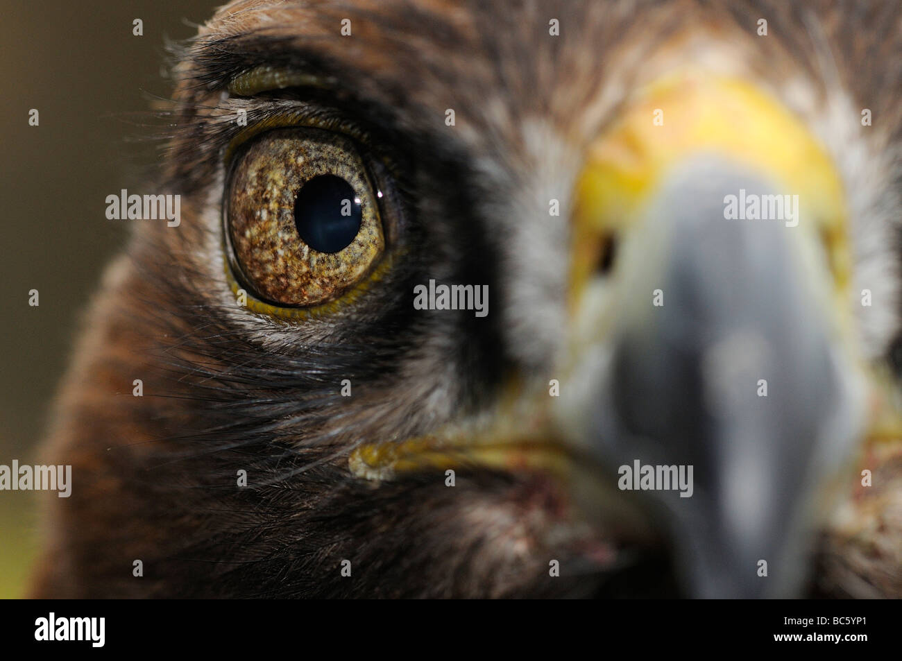 Eagle eye close up hi-res stock photography and images - Alamy