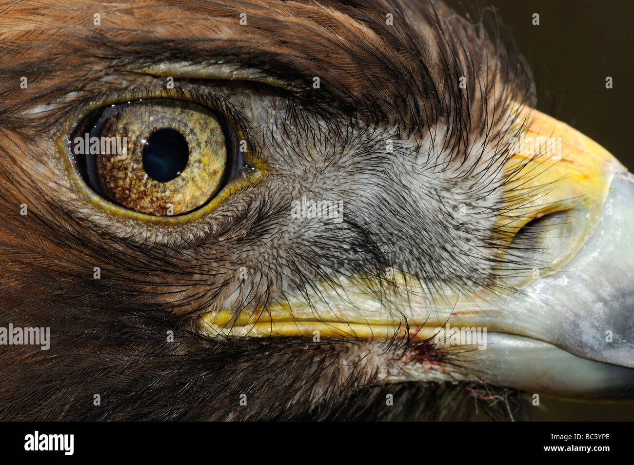 Eagle eye close up hi-res stock photography and images - Alamy