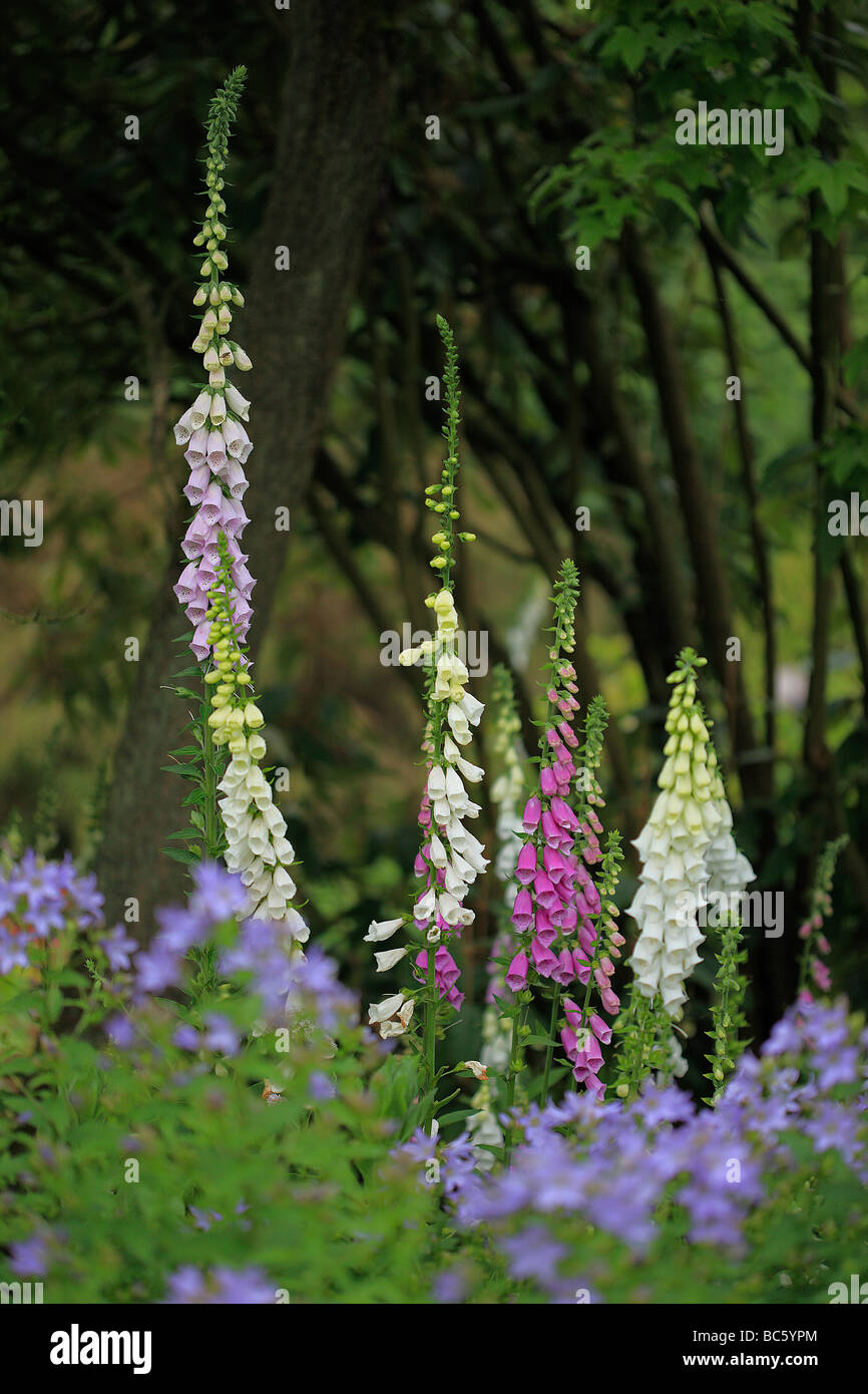 White foxgloves border hi-res stock photography and images - Alamy