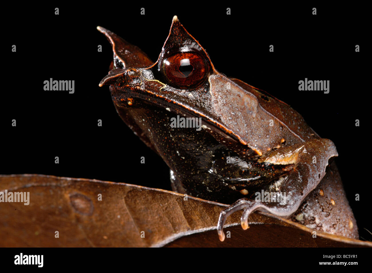 Bornean Horned Frog, Megophrys nasuta. Also called Malayan Horned Frog ...