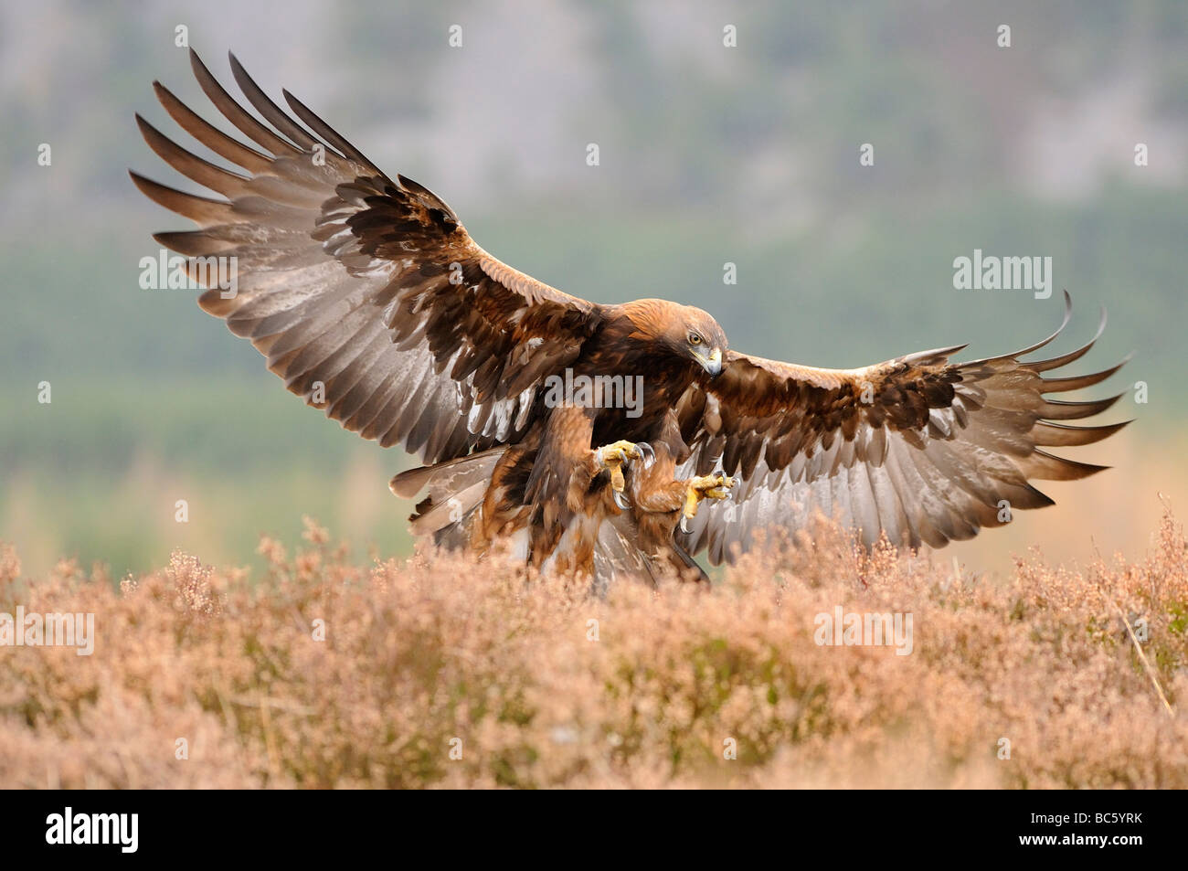 Eagle with outspread wings hi-res stock photography and images - Alamy