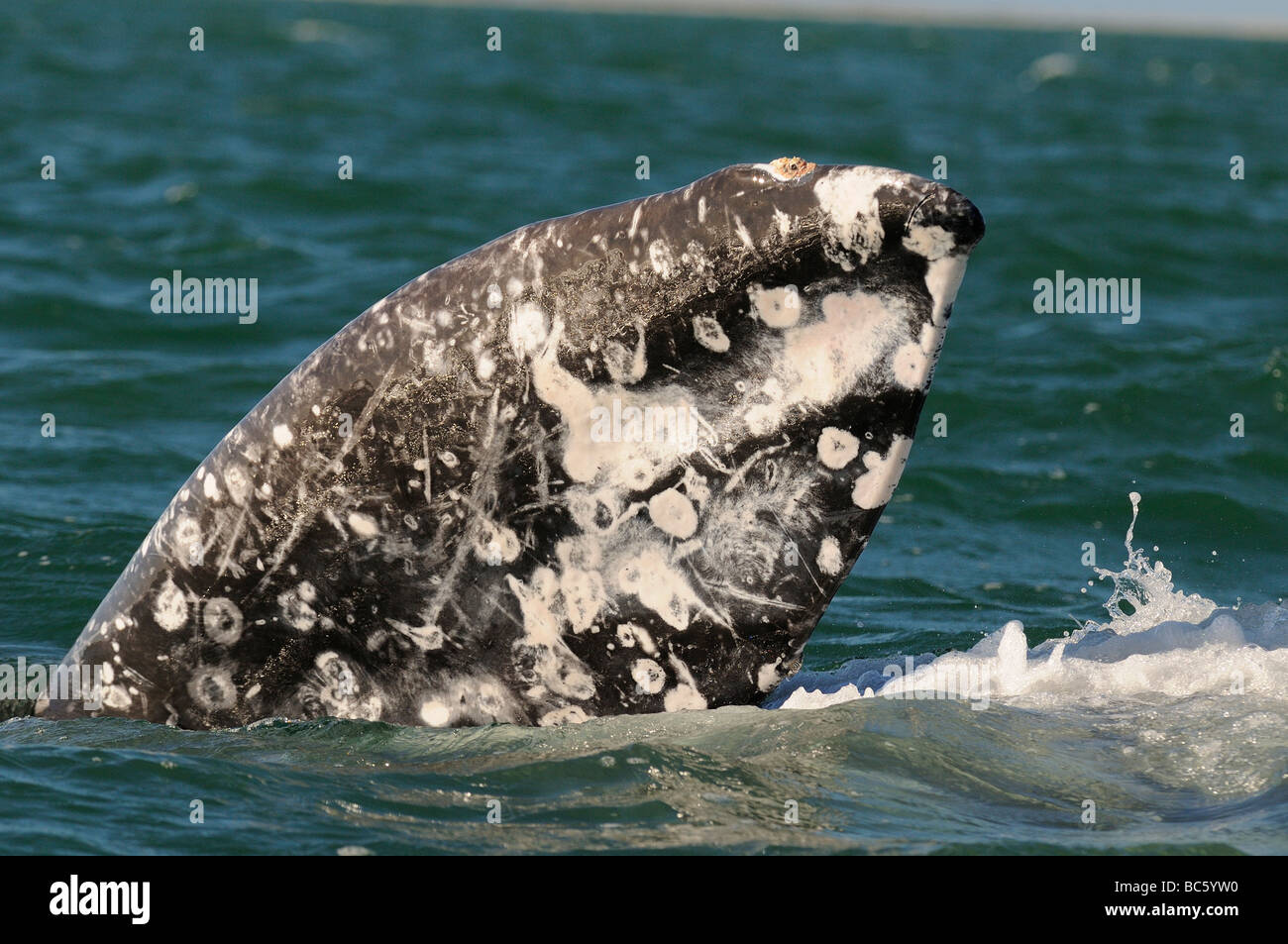 Grey Whale Eschrishtius robustus showing flipper above water heavy ...