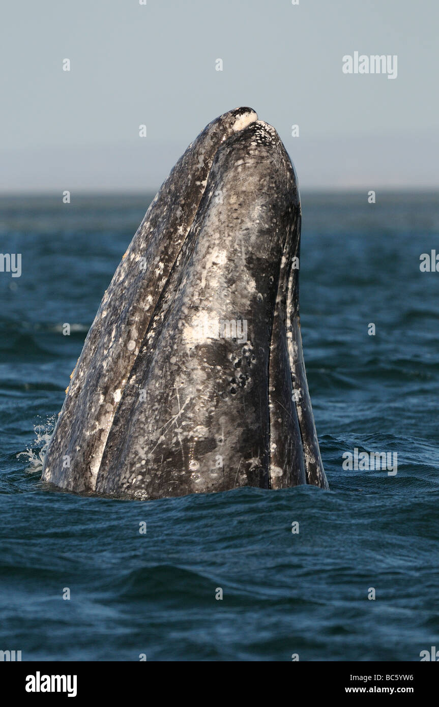 Grey Whale Eschrichtius robustus spyhopping San Ignacio Mexico Stock ...