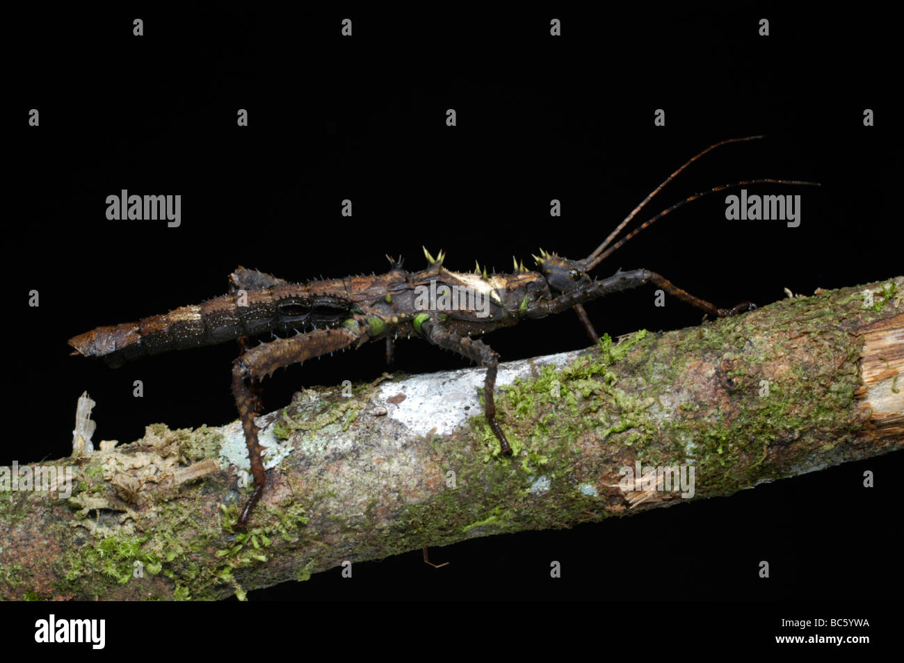 The stick insect hi-res stock photography and images - Alamy