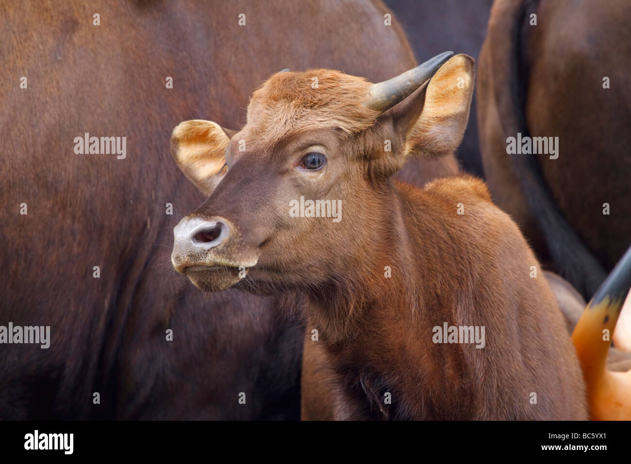 Young indian cow hi-res stock photography and images - Alamy