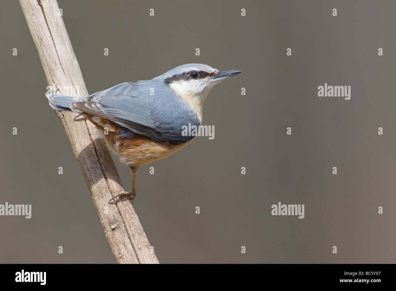 Nuthatch, Sitta europaea Stock Photo - Alamy