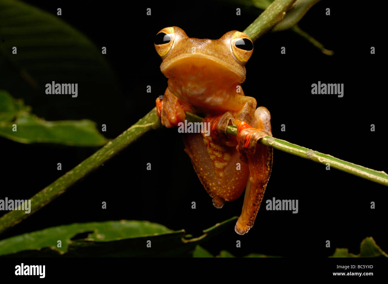 Borneo red flying frog hi-res stock photography and images - Alamy