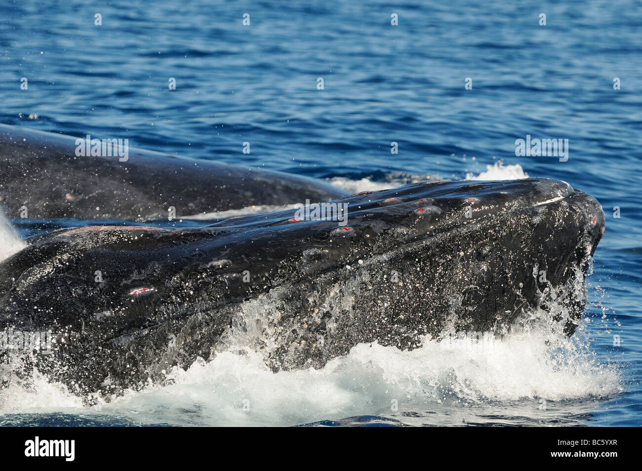 Humpback Whale Megaptera novaeanglicae at surface head slapping ...