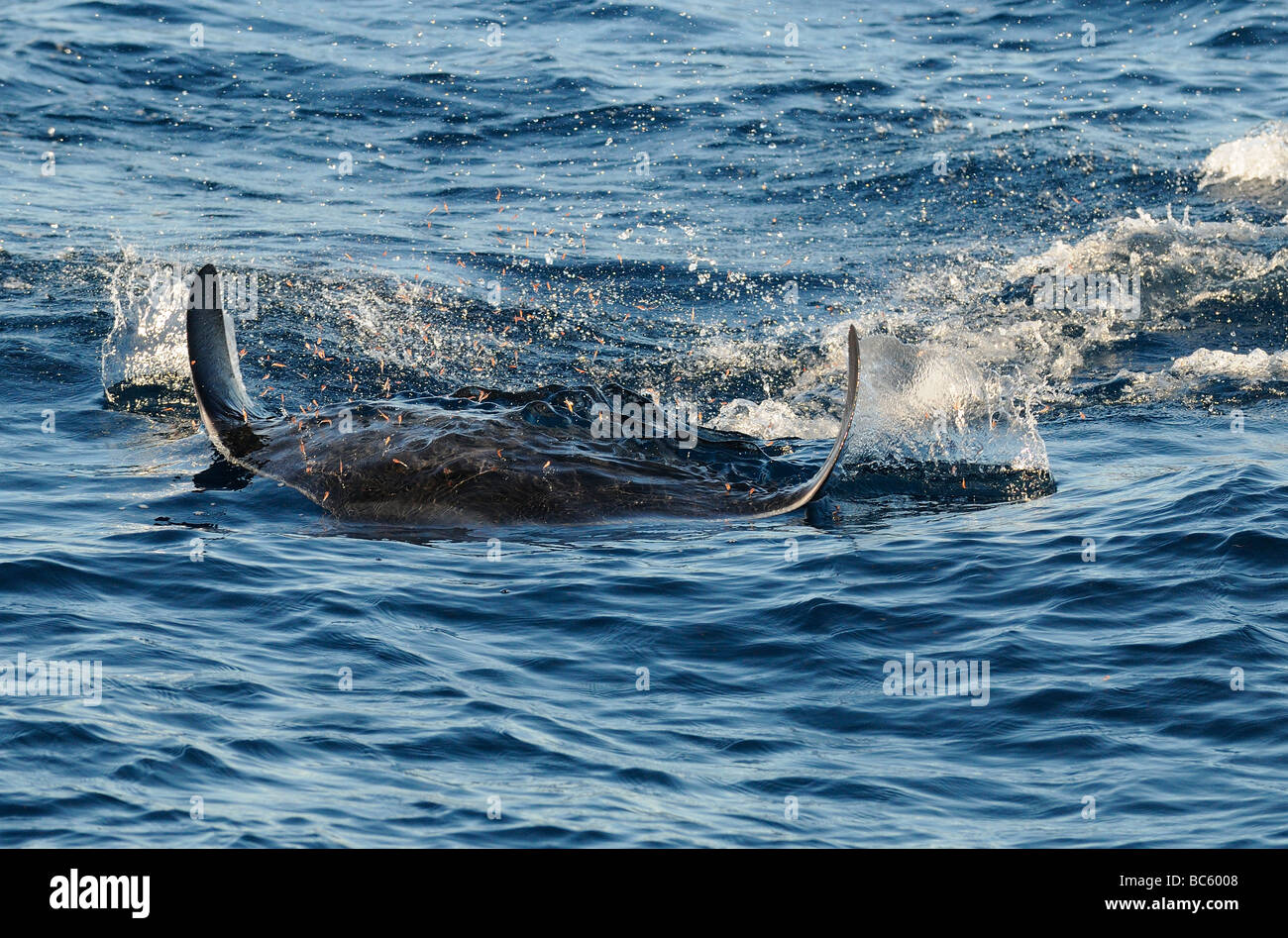 Smooth tailed Mobula Ray Mobula thurstoni feeding on krill at sea ...
