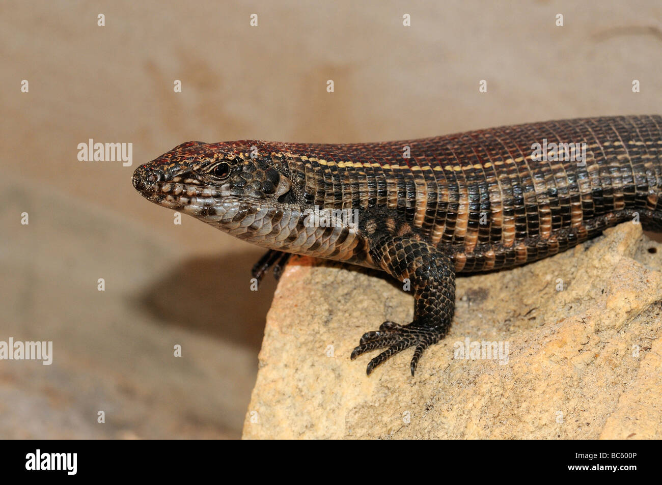 Madagascar Plated Lizard Zonosaurus kerstenii close up captive Stock ...