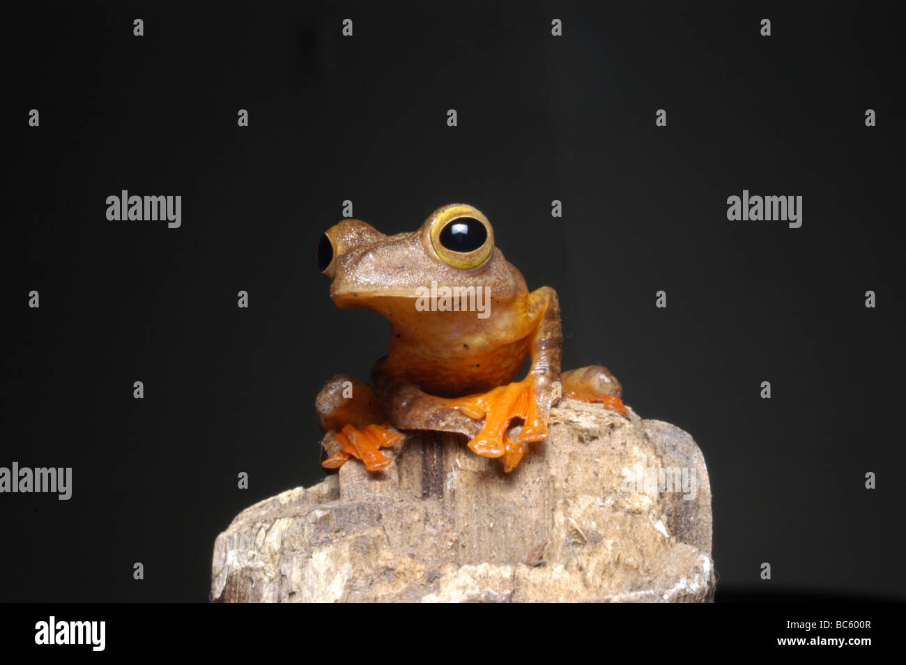 Close up of webbed foot, head and large eye of Panther Flying Frog ...