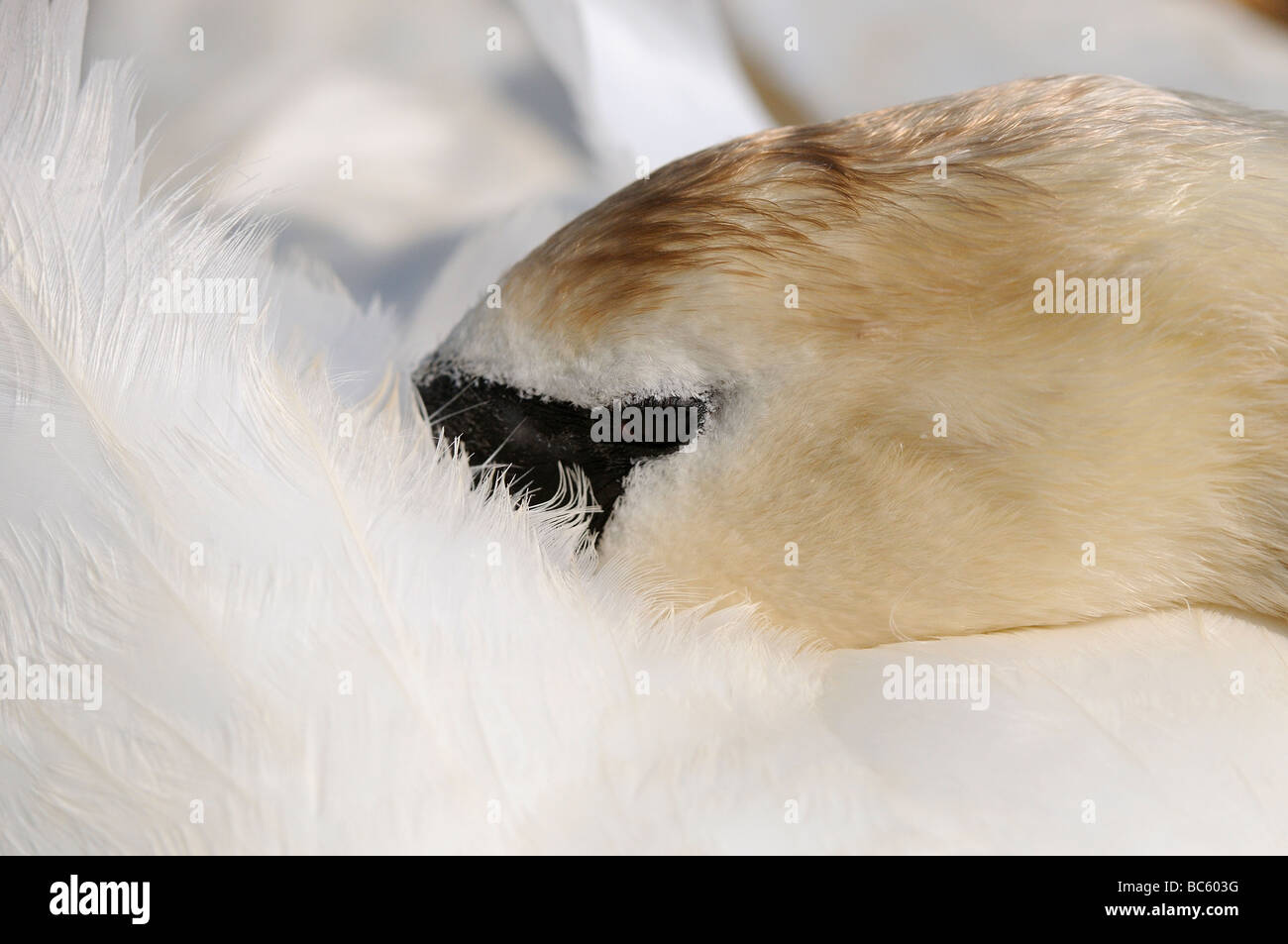 Back view of bird hi-res stock photography and images - Alamy